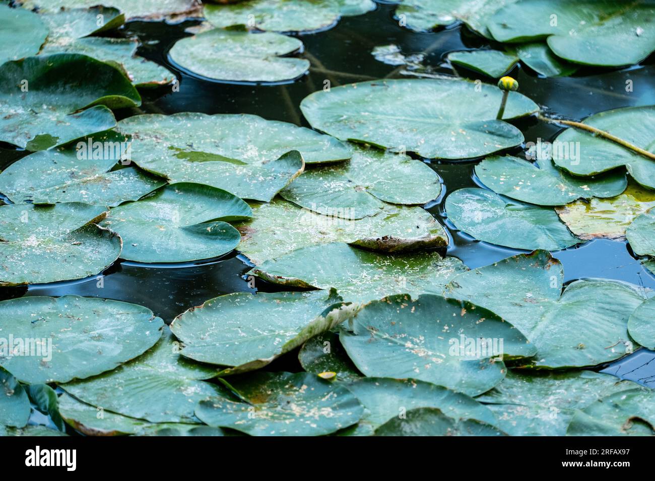 Tranquil pond water lilies hi-res stock photography and images - Alamy