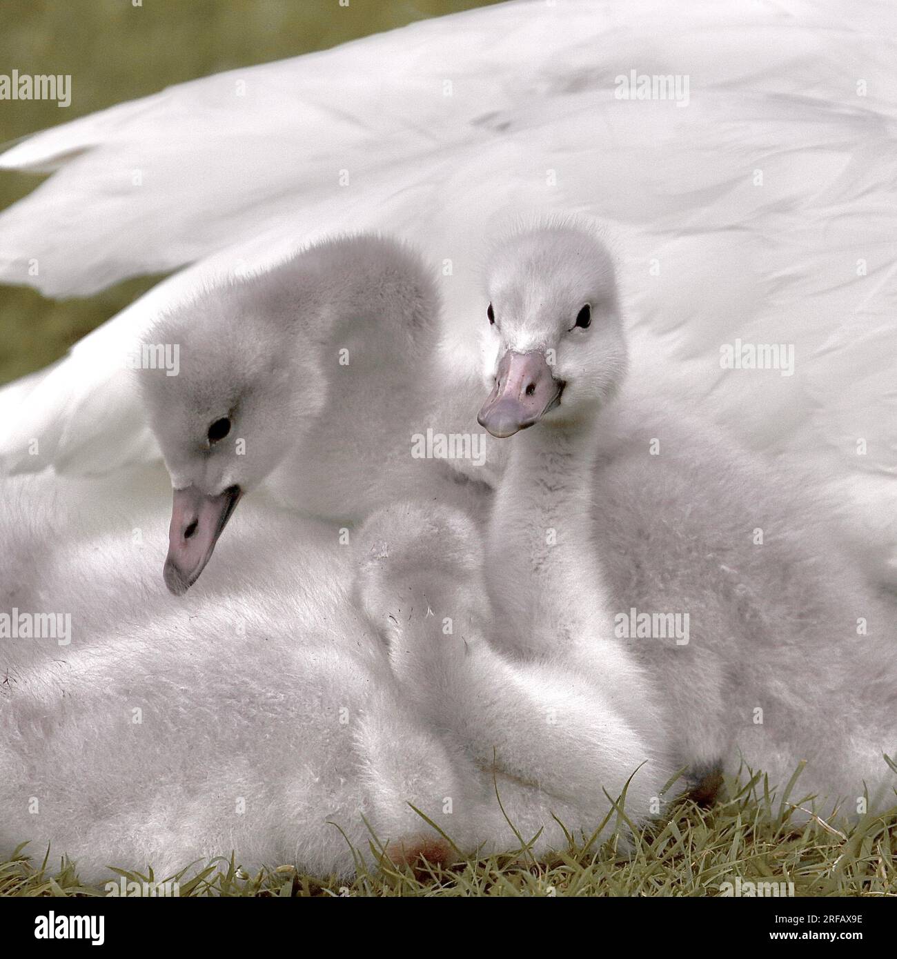 Tiny cygnets hi-res stock photography and images - Alamy