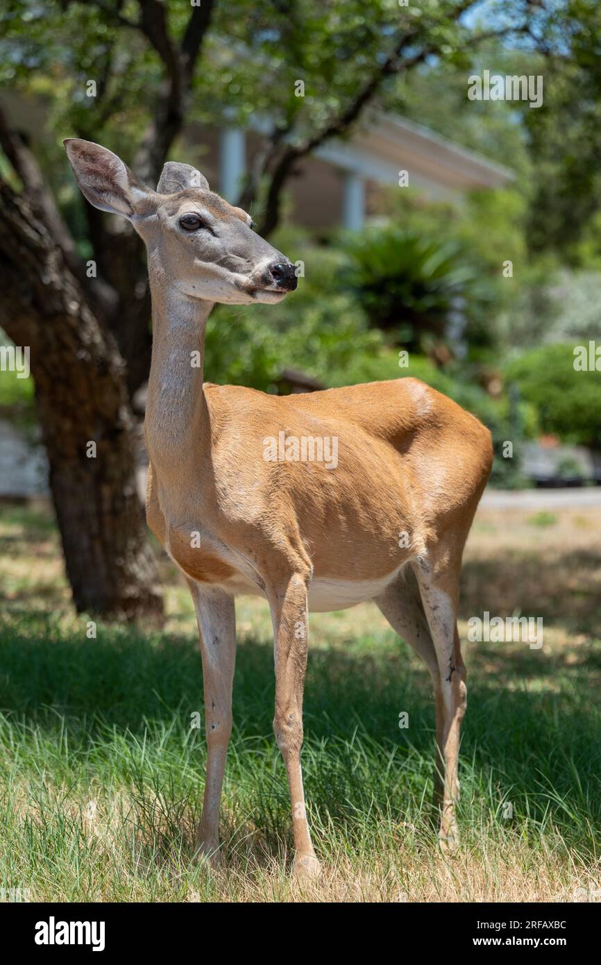American animal life deer hi-res stock photography and images - Alamy