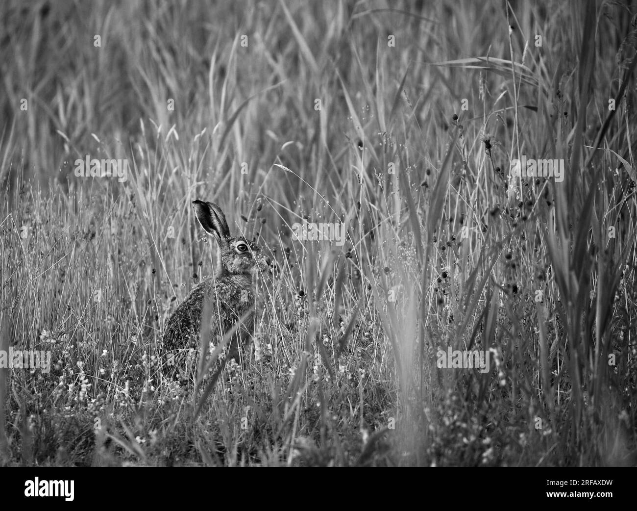 Herbivores in nature Black and White Stock Photos & Images - Alamy