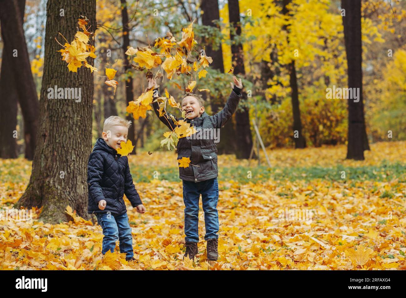 cute happy caucasian boys throw yellow fallen leaves up in the air ...