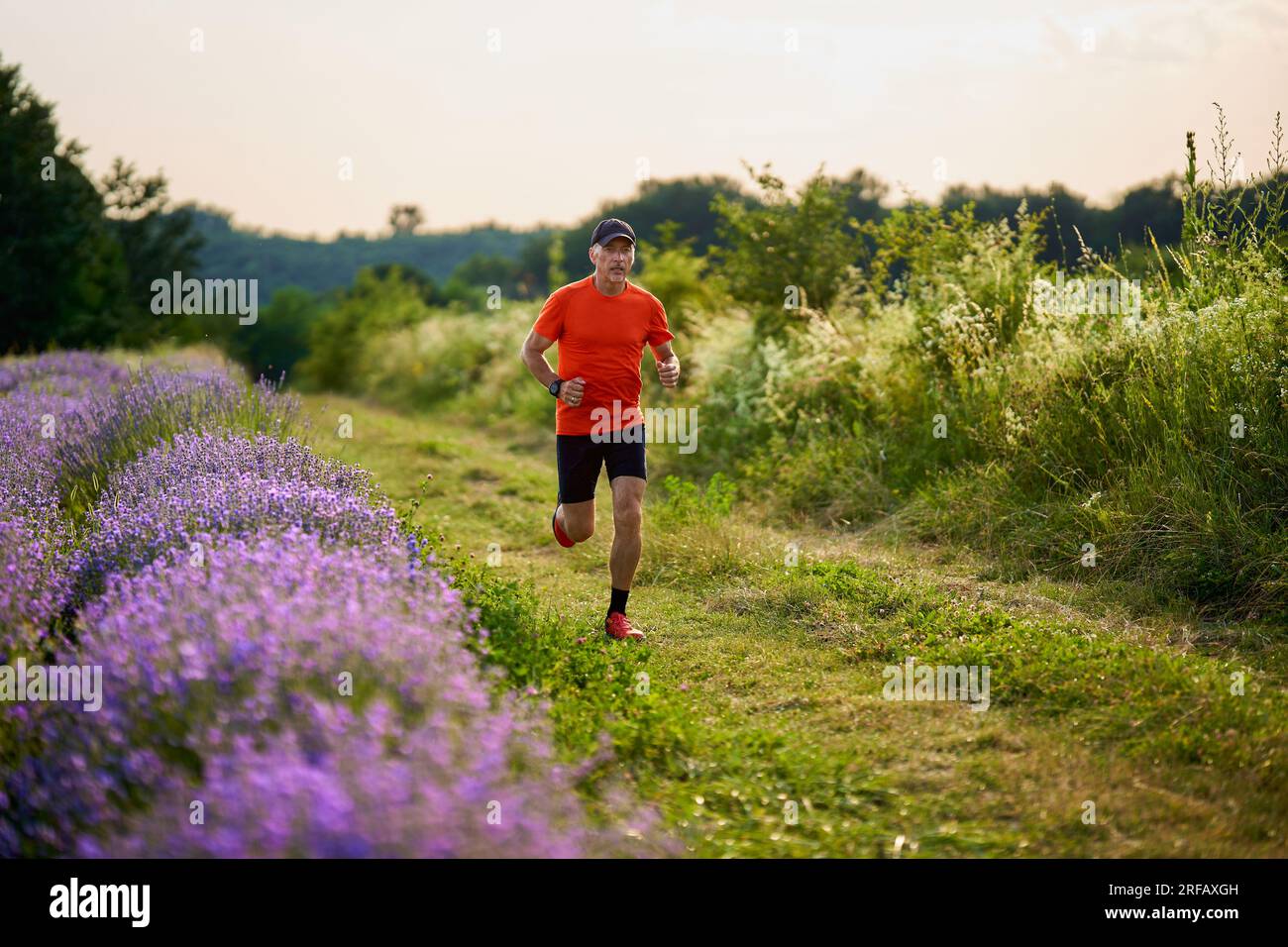Athletic endurance runner doing a run through a lavender field at ...