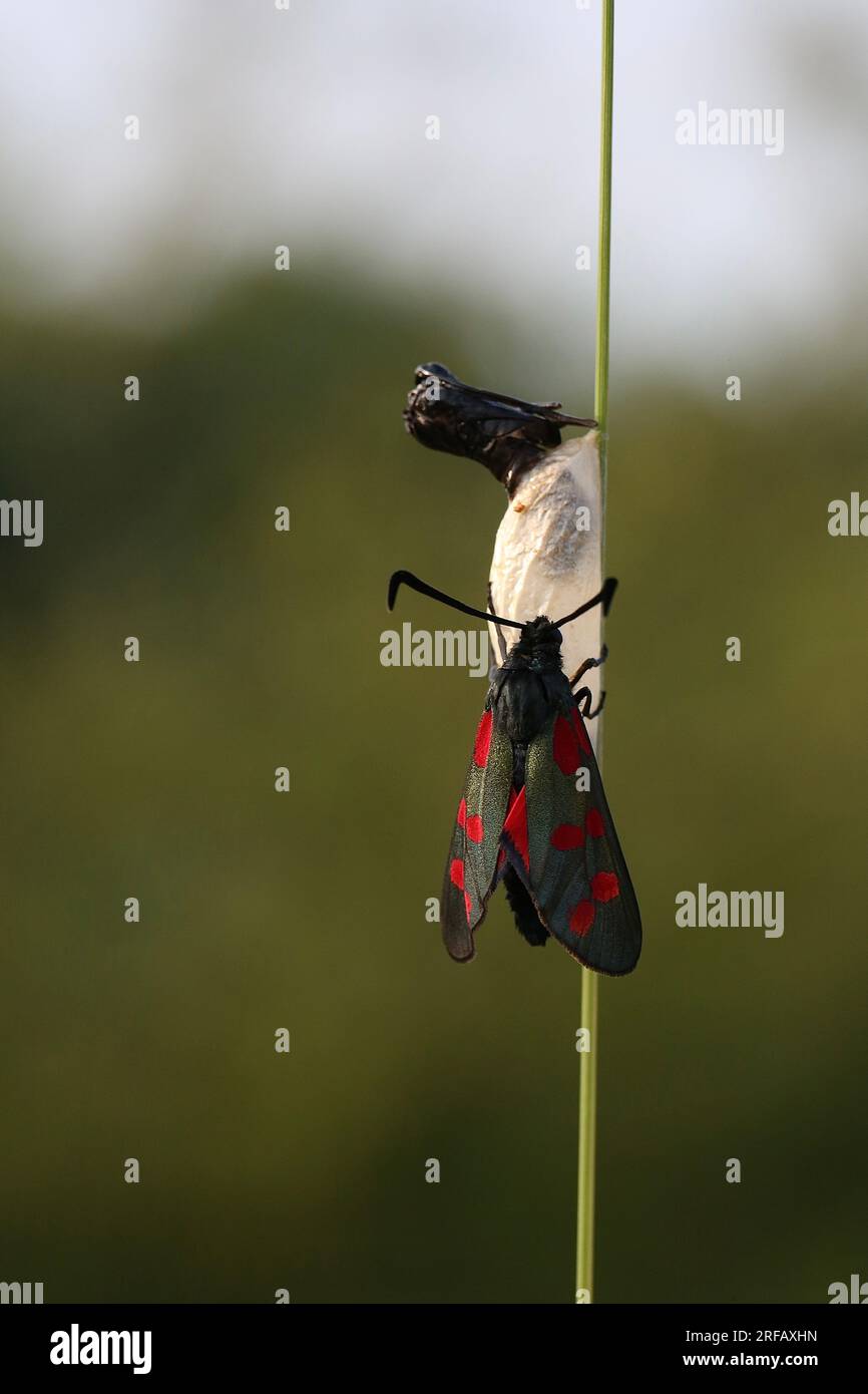 Six-spot burnet moth and chrysalis Stock Photo - Alamy