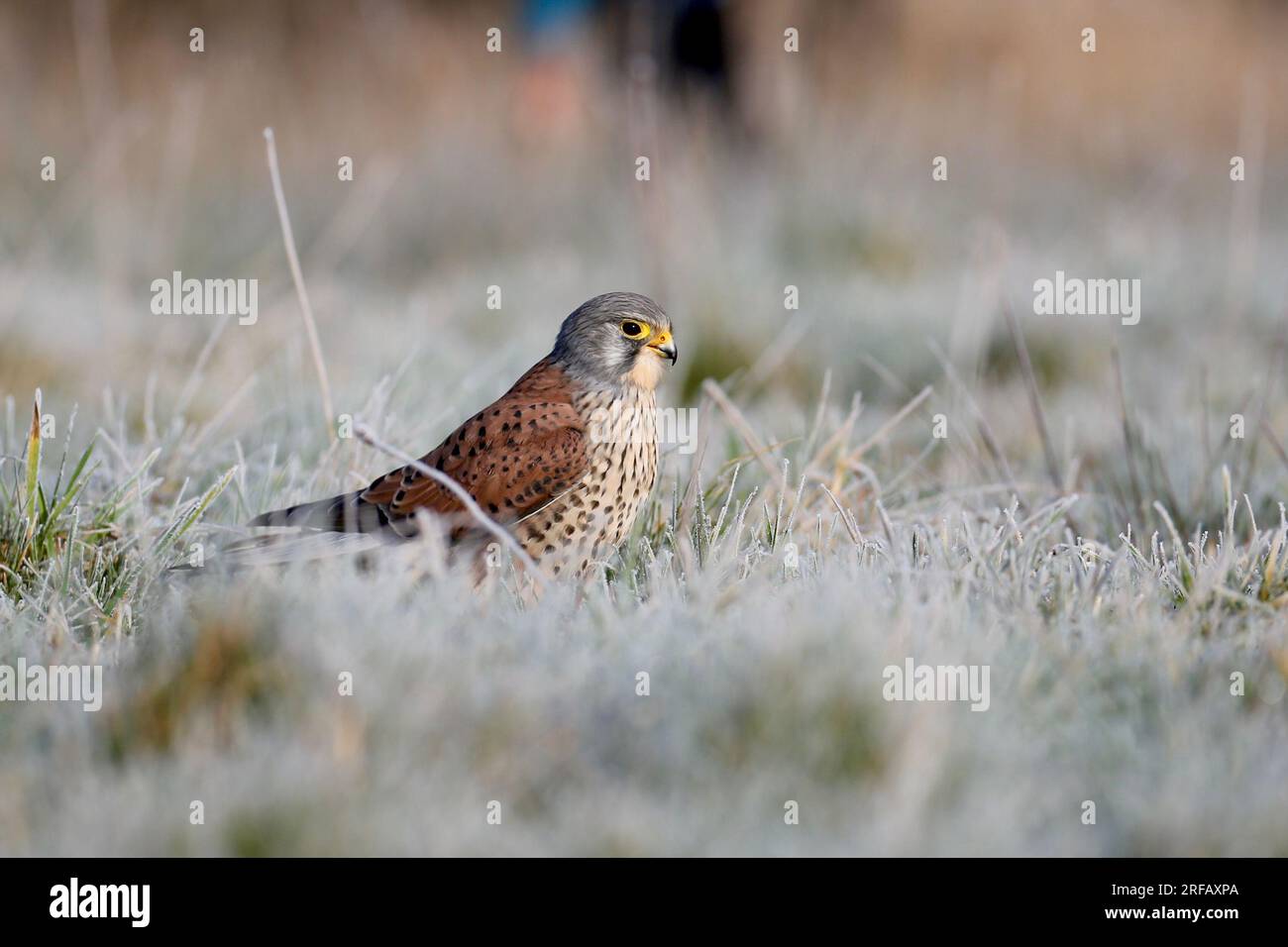 Kestrel hunting for ground prey hi-res stock photography and images - Alamy