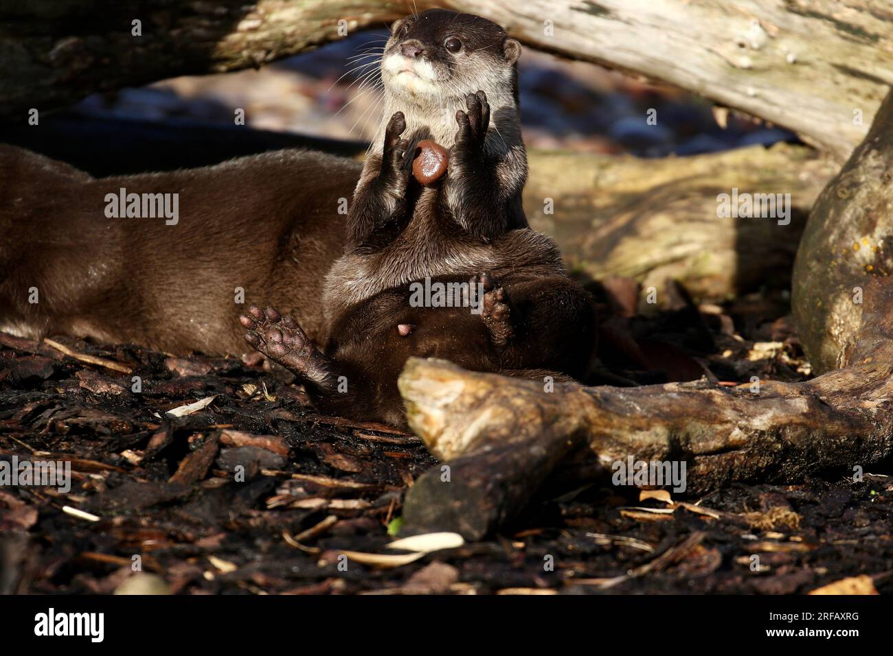 Asian small-clawed otter Stock Photo - Alamy