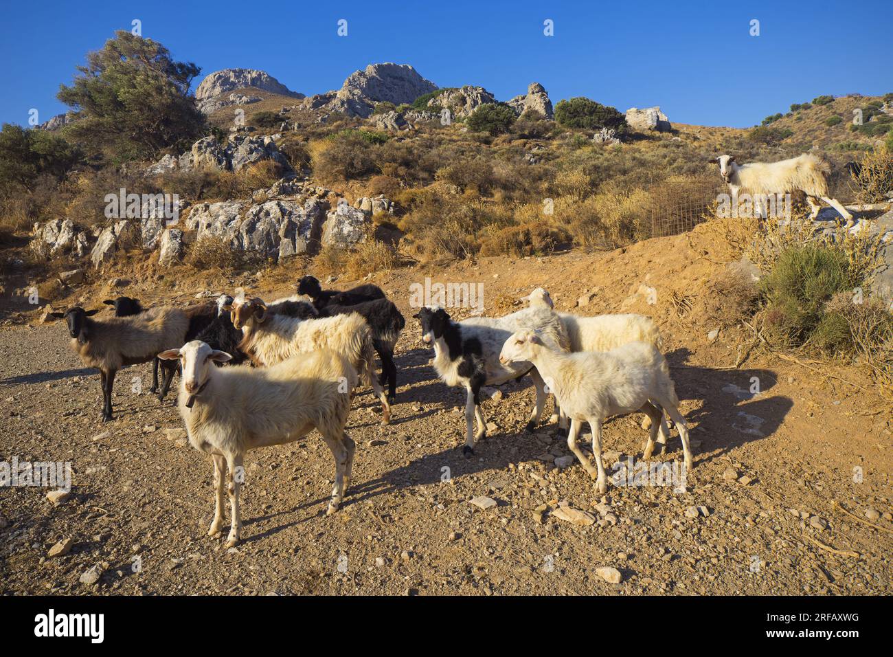 Old photo goats hi-res stock photography and images - Alamy