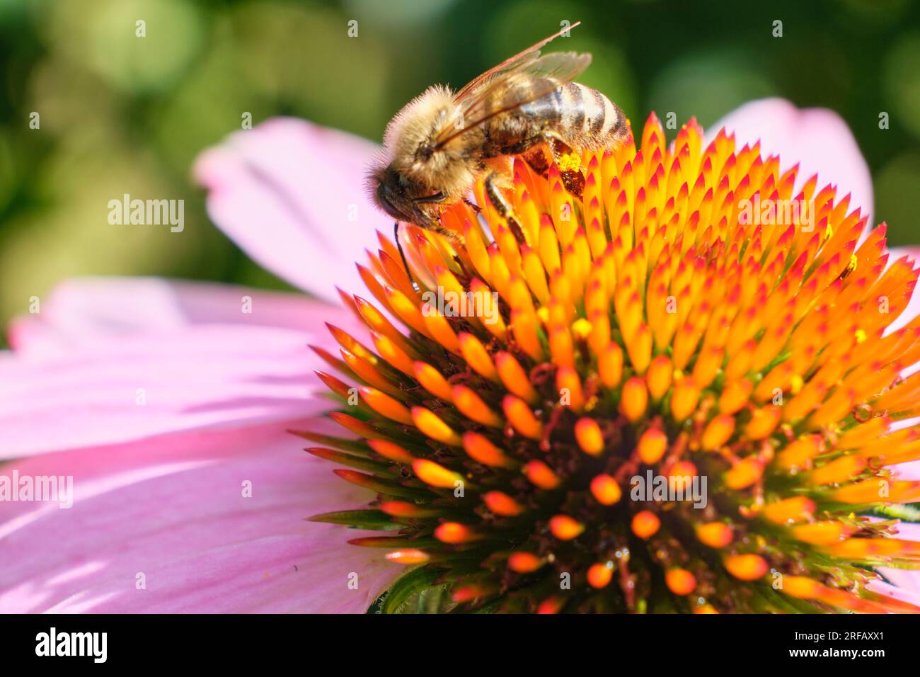 Close-up of bee pollinating a flower Stock Photo - Alamy