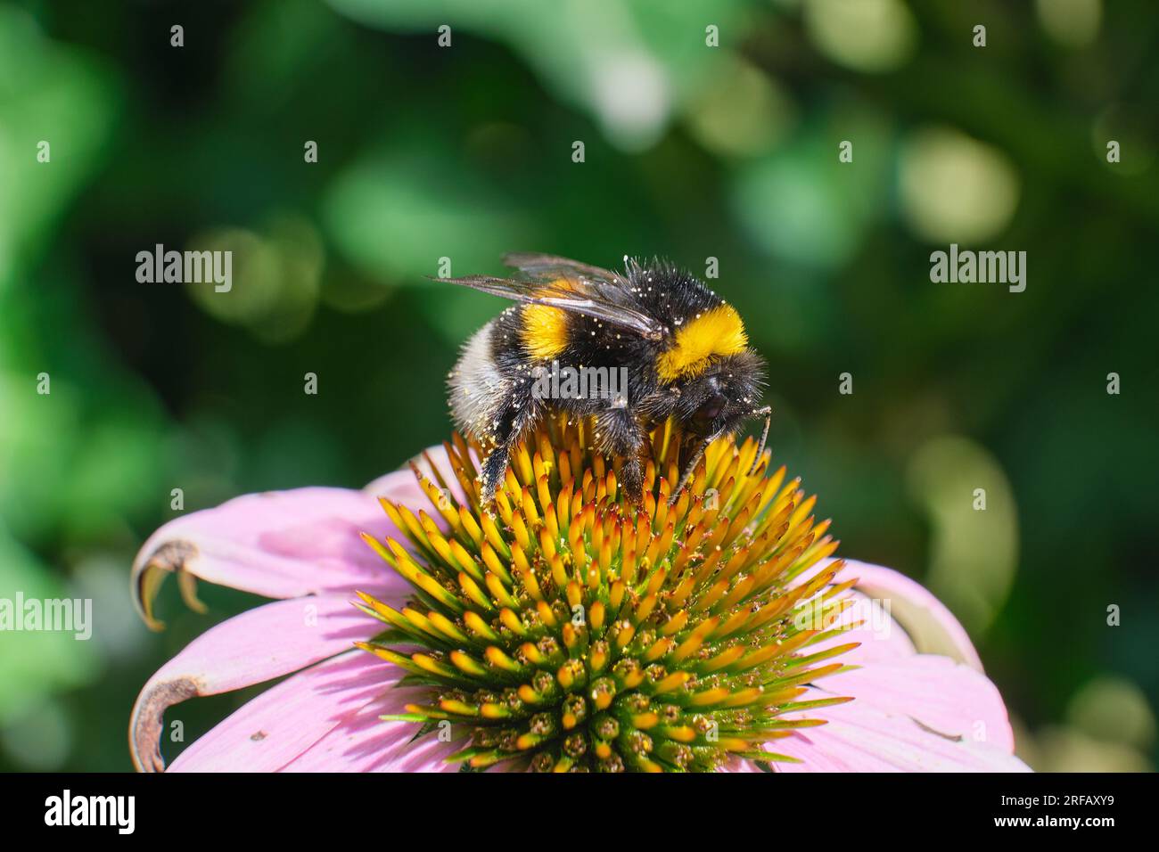 Bee pollinating process hi-res stock photography and images - Alamy