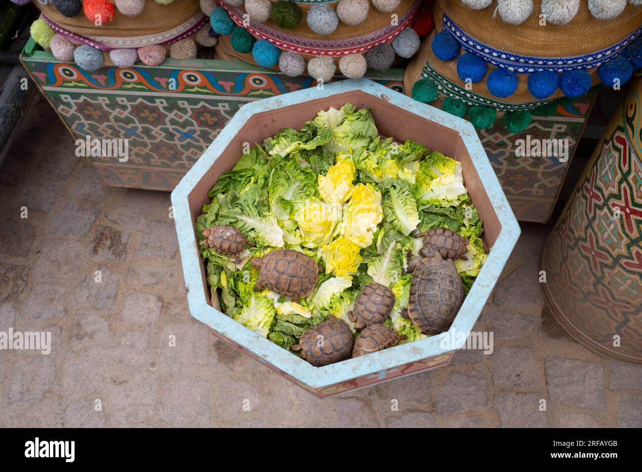 Morocco: Spur-thighed tortoises or Greek tortoise (Testudo graeca ...