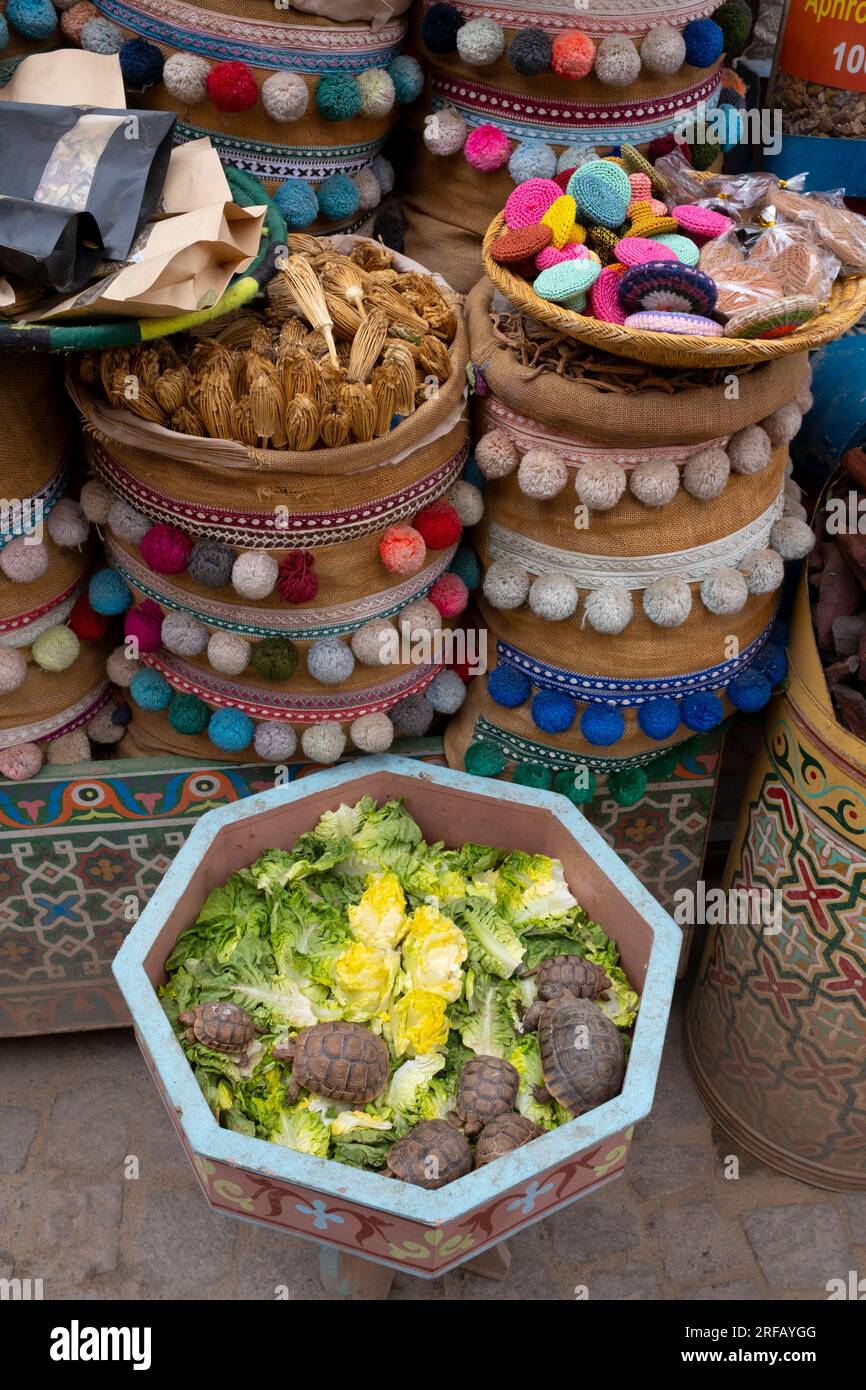Morocco: Spur-thighed tortoises or Greek tortoise (Testudo graeca ...