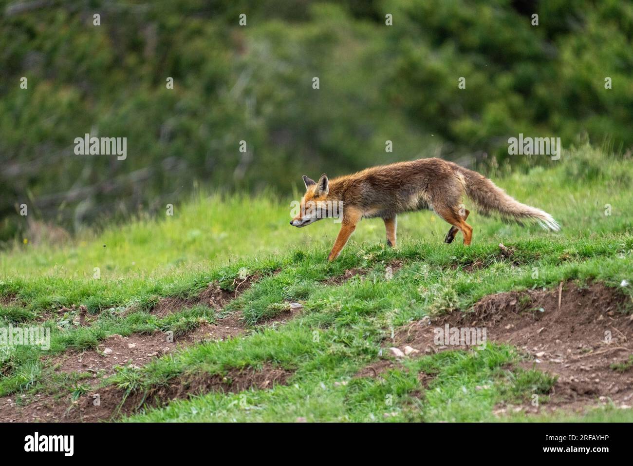 Red Fox (Vulpes vulpes Stock Photo - Alamy