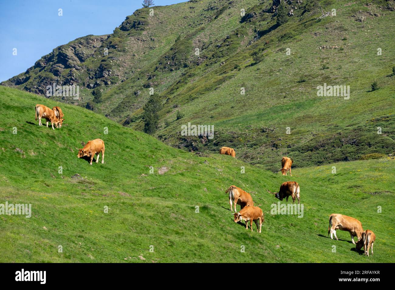 Livestock in spanish pyrenees hi-res stock photography and images - Alamy