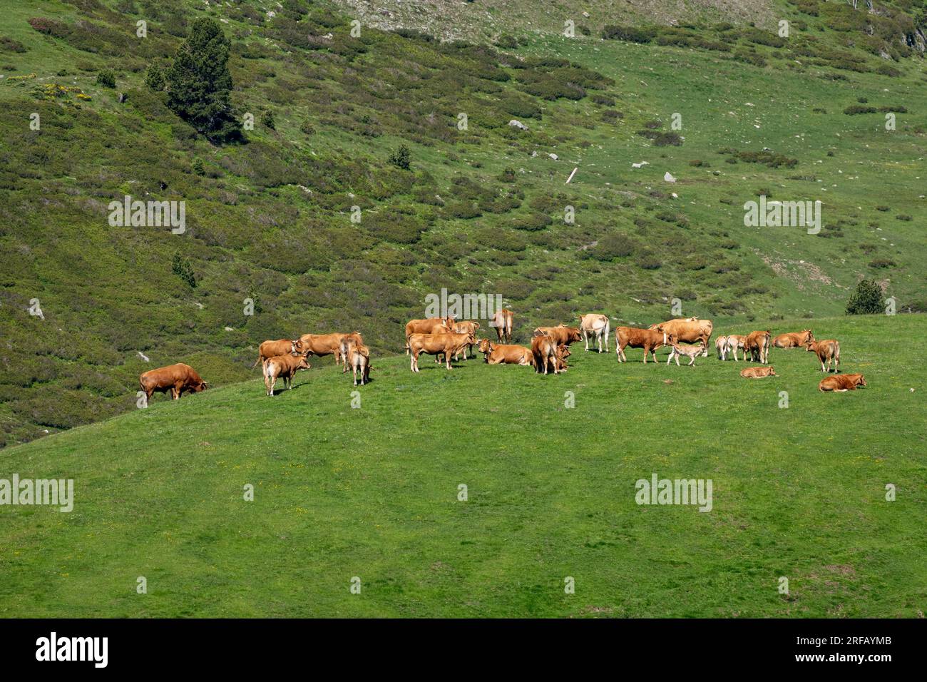 Domestic cattle herd grazing grass hi-res stock photography and images ...