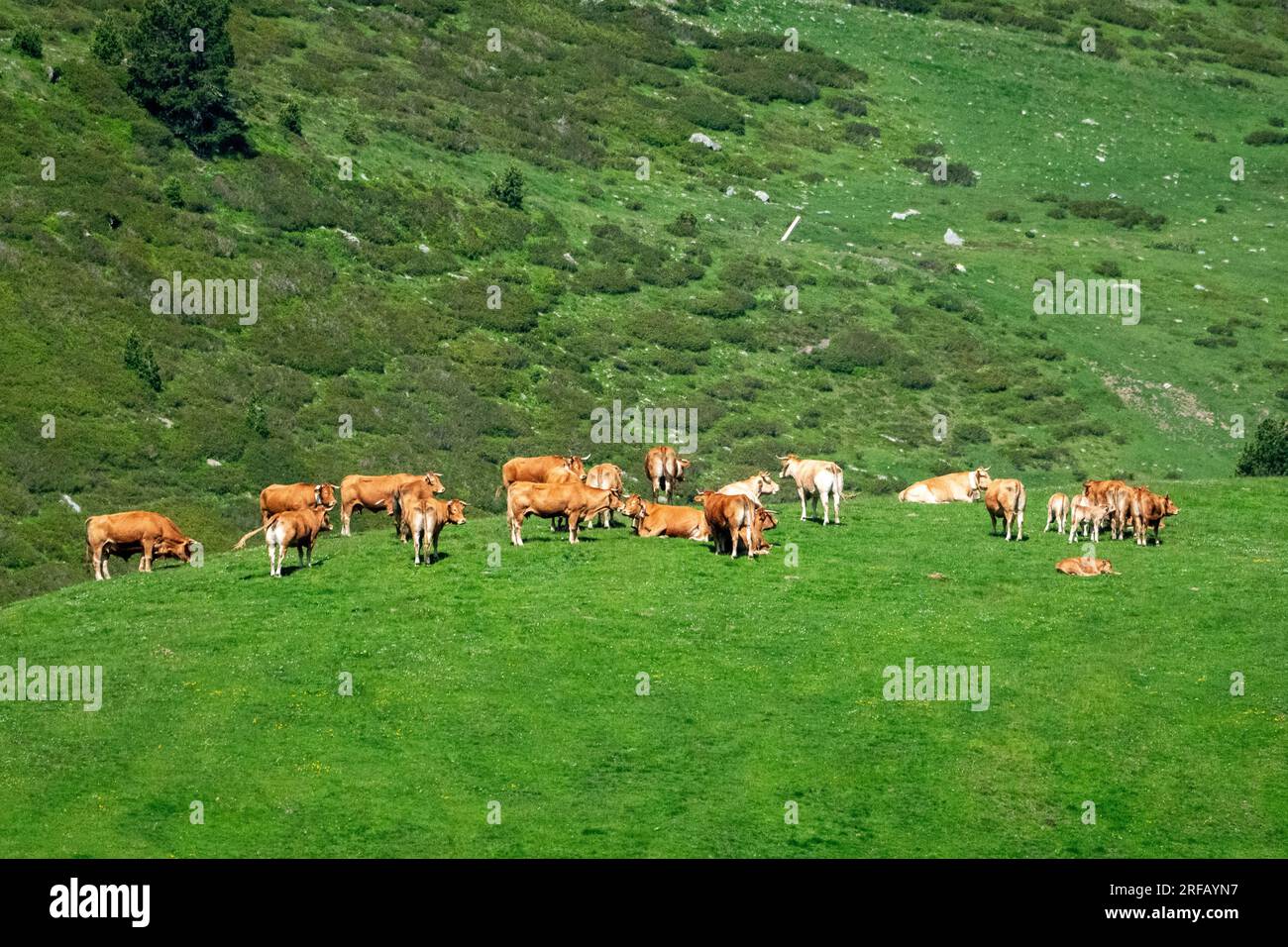 Livestock in spanish pyrenees hi-res stock photography and images - Alamy