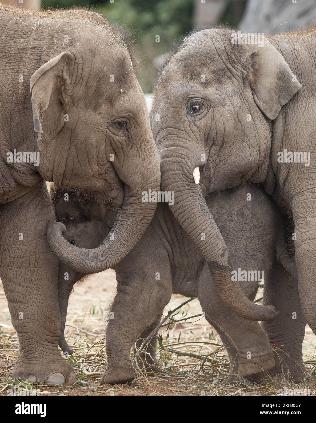 Baby Riva got caught between her sister and cousin CHESTER ZOO, ENGLAND ...