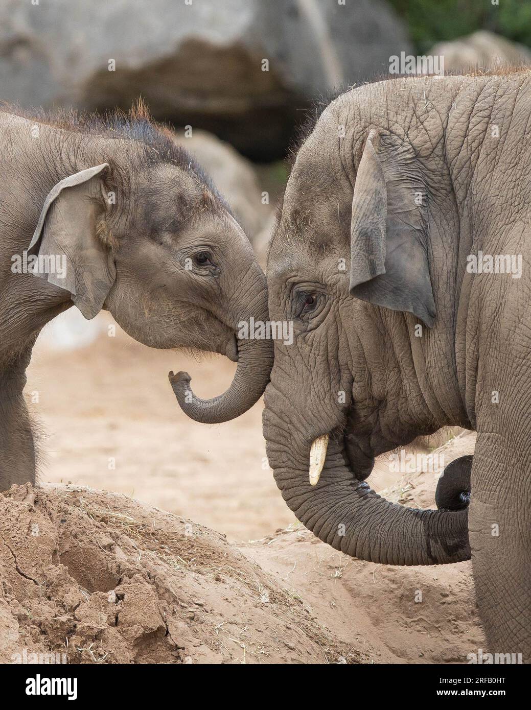 Anjan and Riva gently touch heads CHESTER ZOO, ENGLAND HILARIOUS IMAGES ...