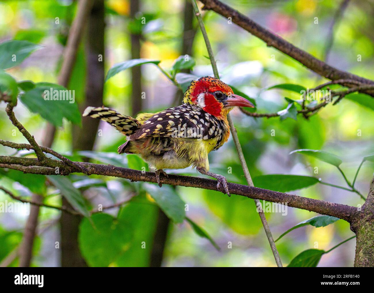 The Red and Yellow Barbet, Trachyphonus erythrocephalus, is a stunning ...
