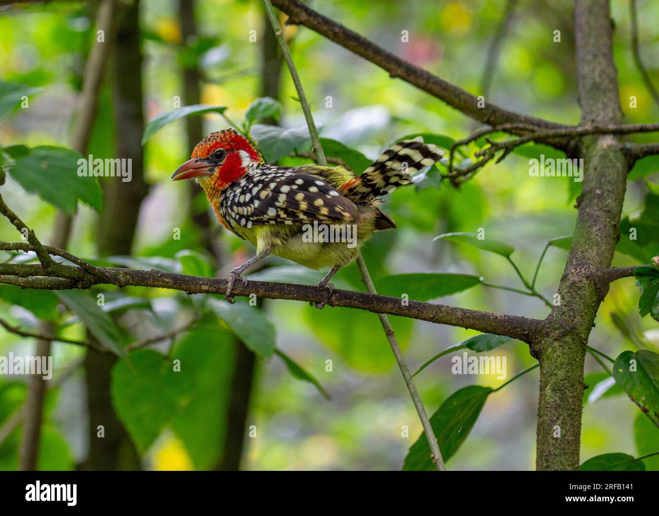 The Red and Yellow Barbet, Trachyphonus erythrocephalus, is a stunning ...