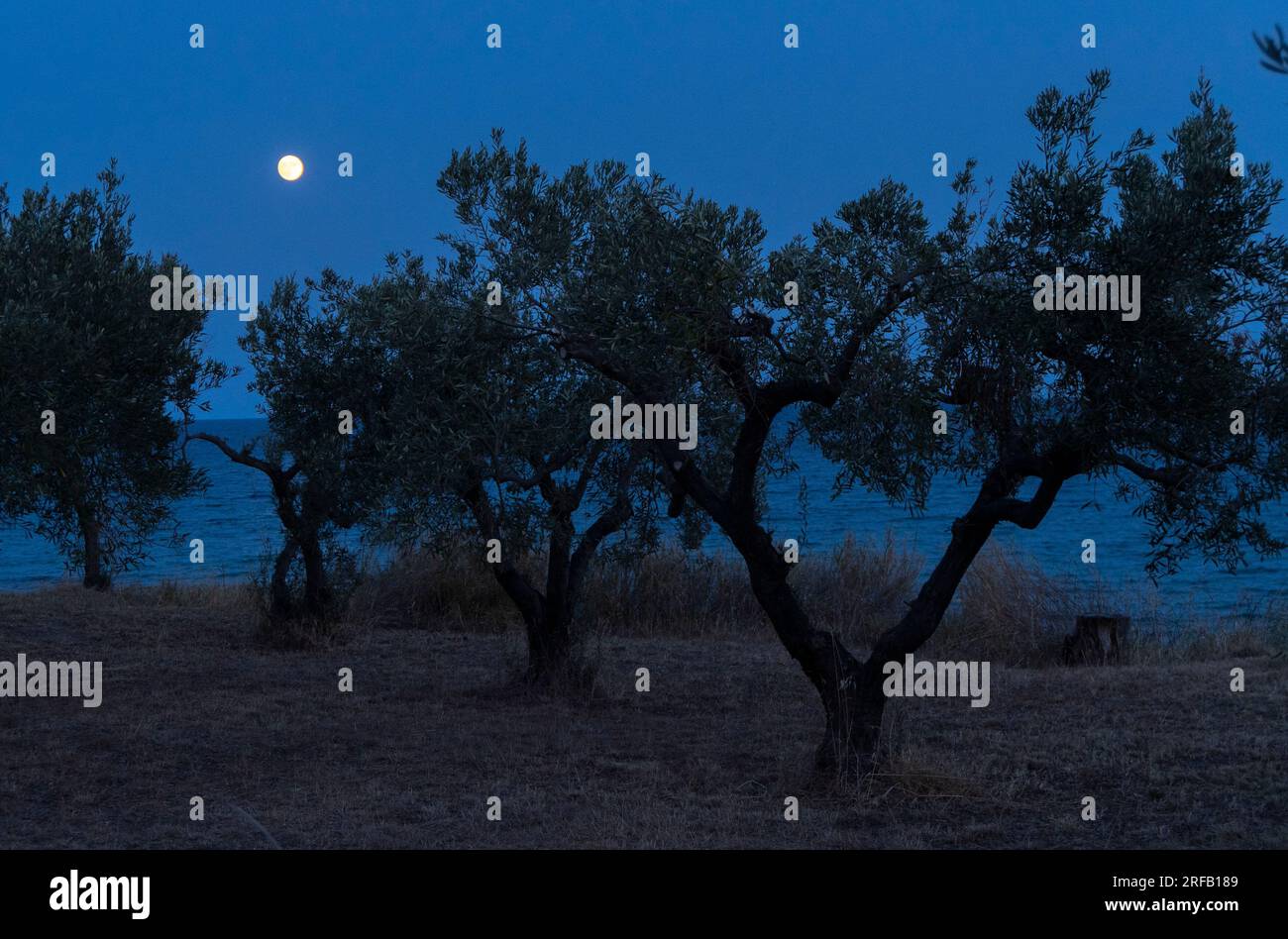 Olive trees in sunset hi-res stock photography and images - Alamy