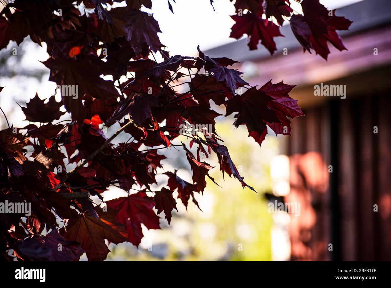 Norway red maple hi-res stock photography and images - Alamy