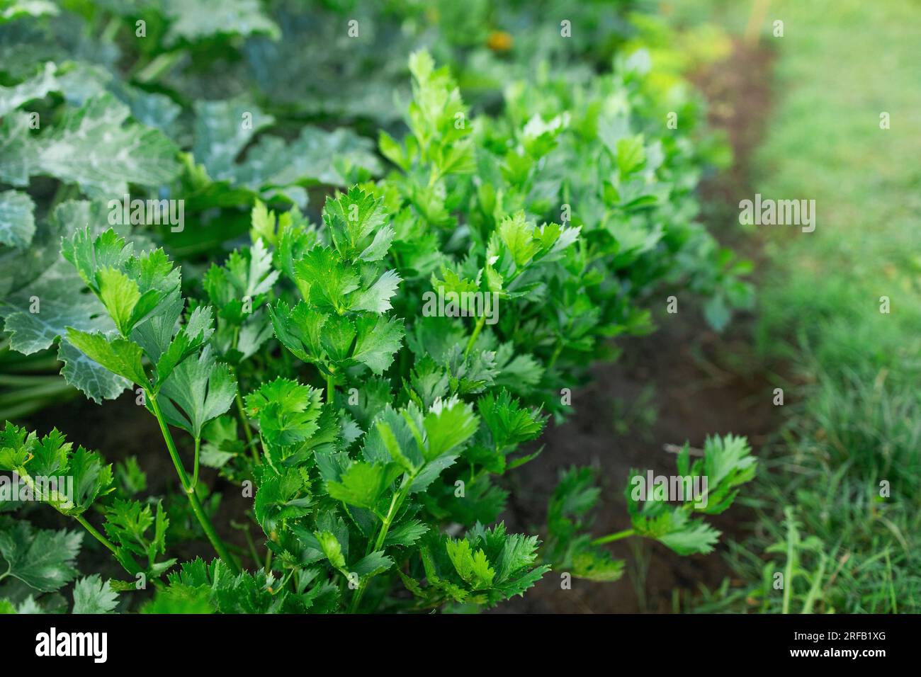 Close up of celery plantation, leaf vegetable in the vegetable garden ...