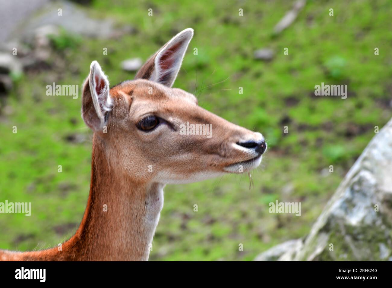 Red deer in zoo hi-res stock photography and images - Alamy