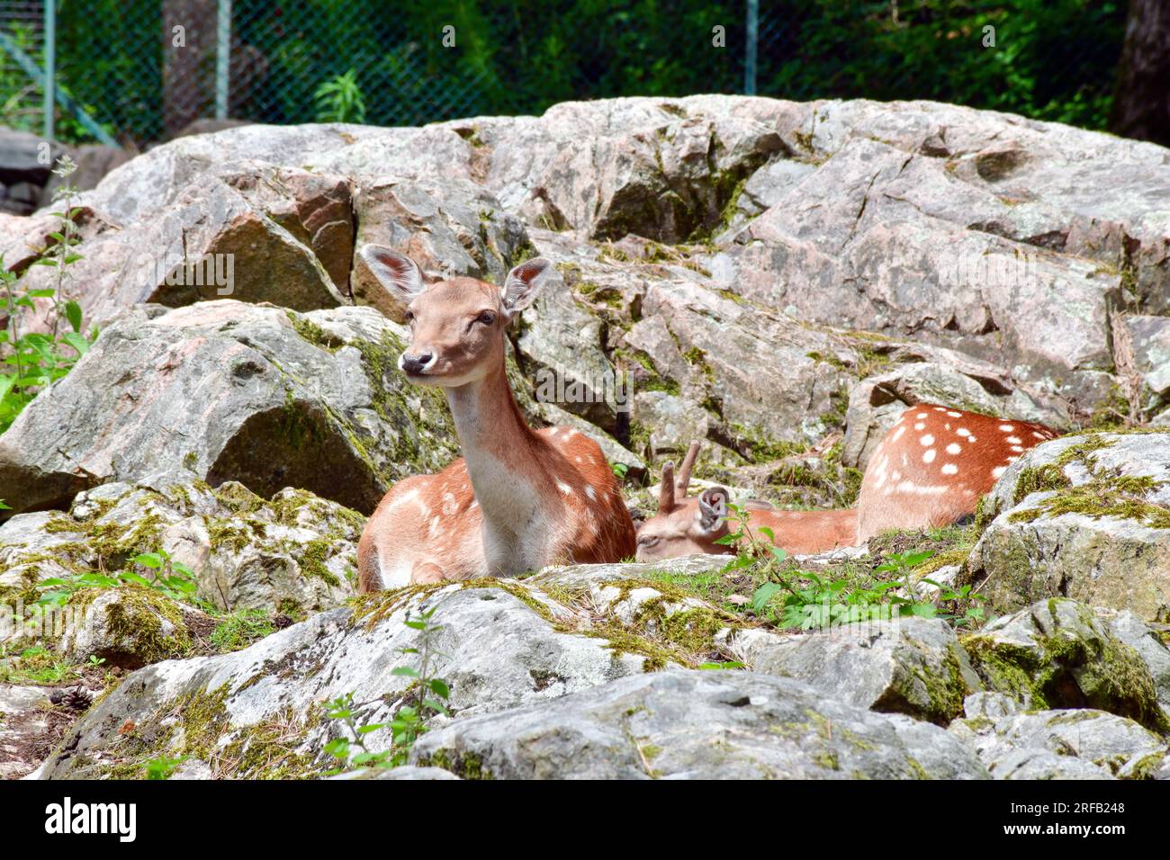 Two relaxed fallow deer at the zoo Stock Photo - Alamy