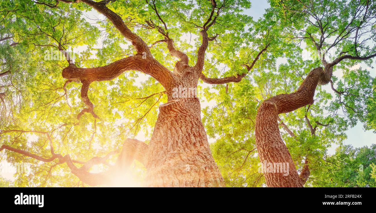 Old oak tree in sunlight in natural park in summer Stock Photo - Alamy