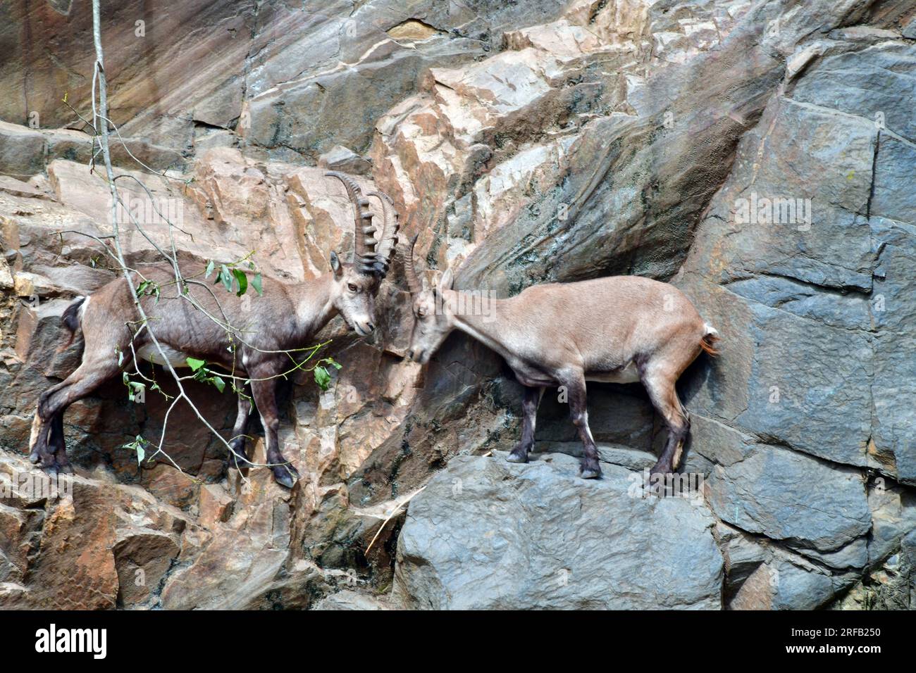 Two mountain goats hi-res stock photography and images - Alamy