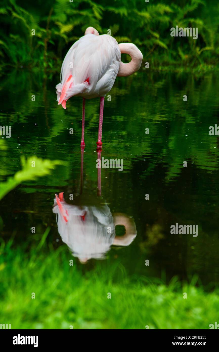 Vertical photo of pink flamingo bird hiding its head. Green ...