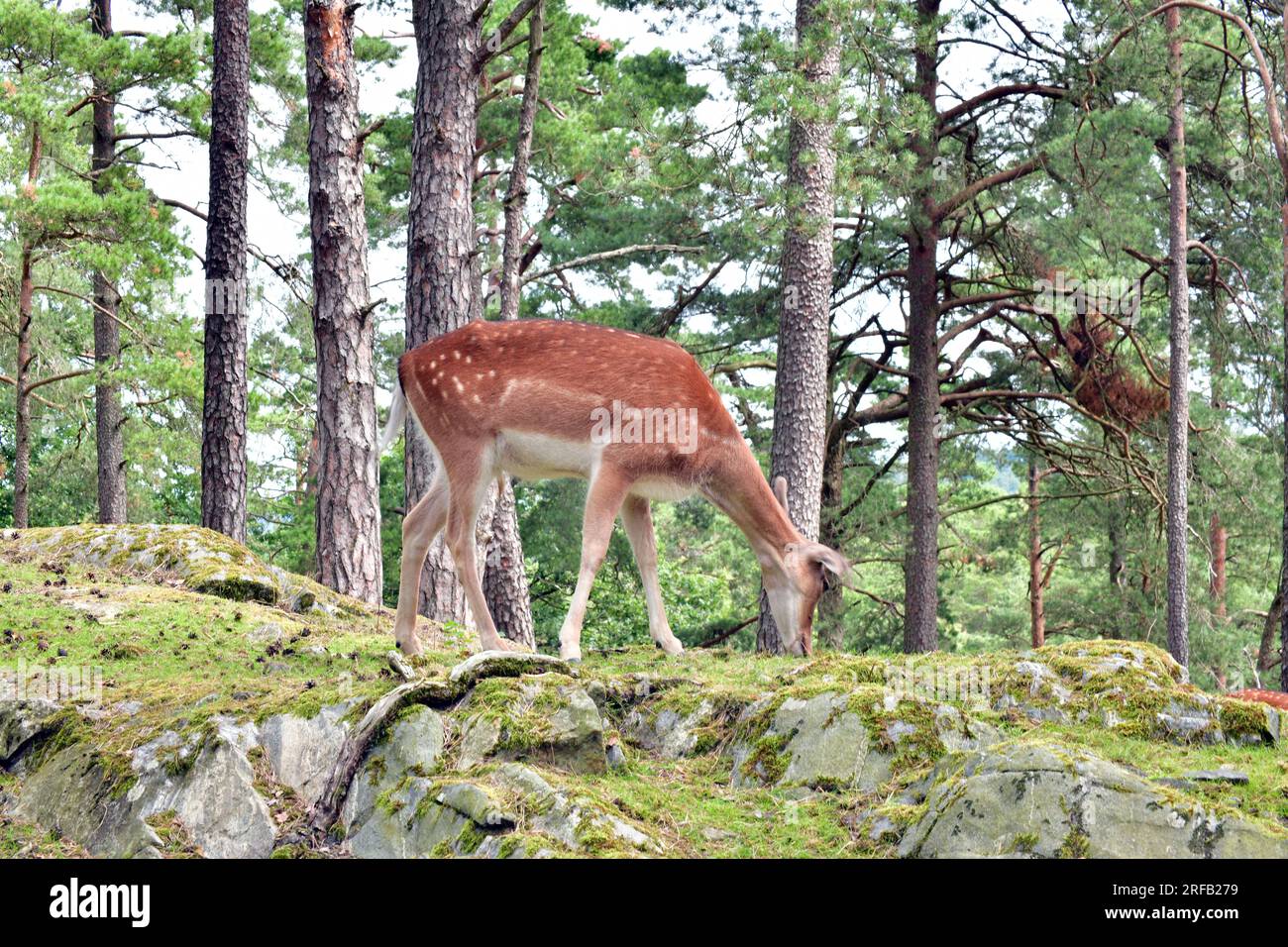 Fallow deer in pine hi-res stock photography and images - Alamy
