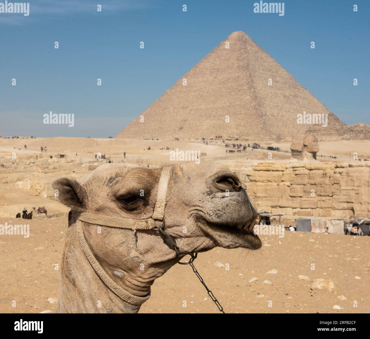 Closeup of dromedary camel Camelus dromedarius head in front of great pyramid of giza landmark ...