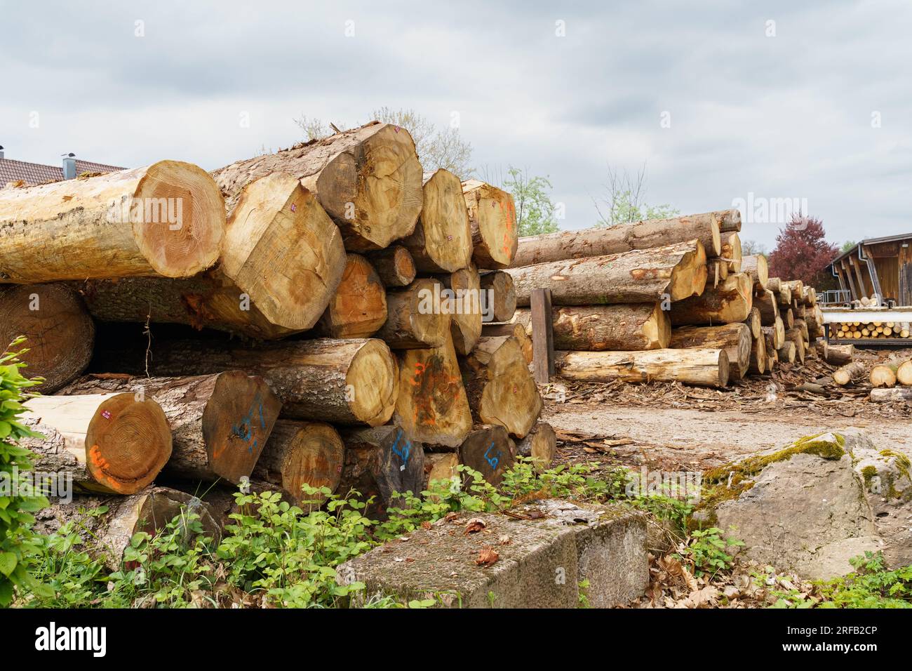 Freshly sawn logs at the sawmill are sorted into groups. Processing of ...