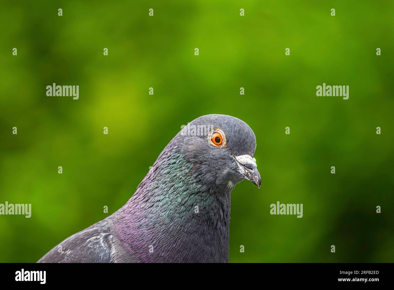 Messenger pidgeon hi-res stock photography and images - Alamy