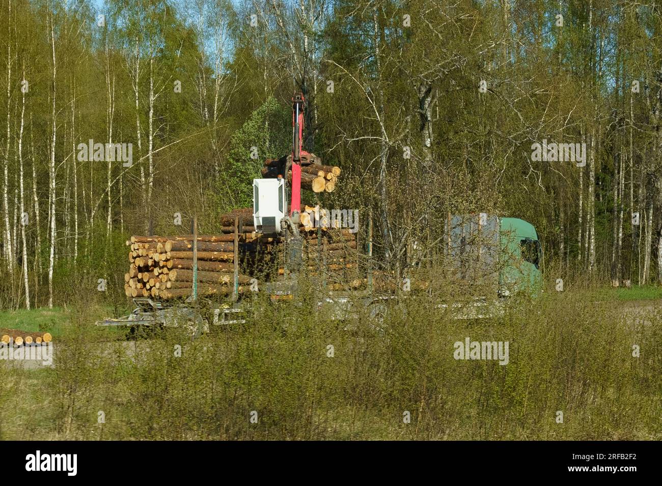 Cutting down trees. Wheel loader, loads timber onto a truck Stock Photo ...
