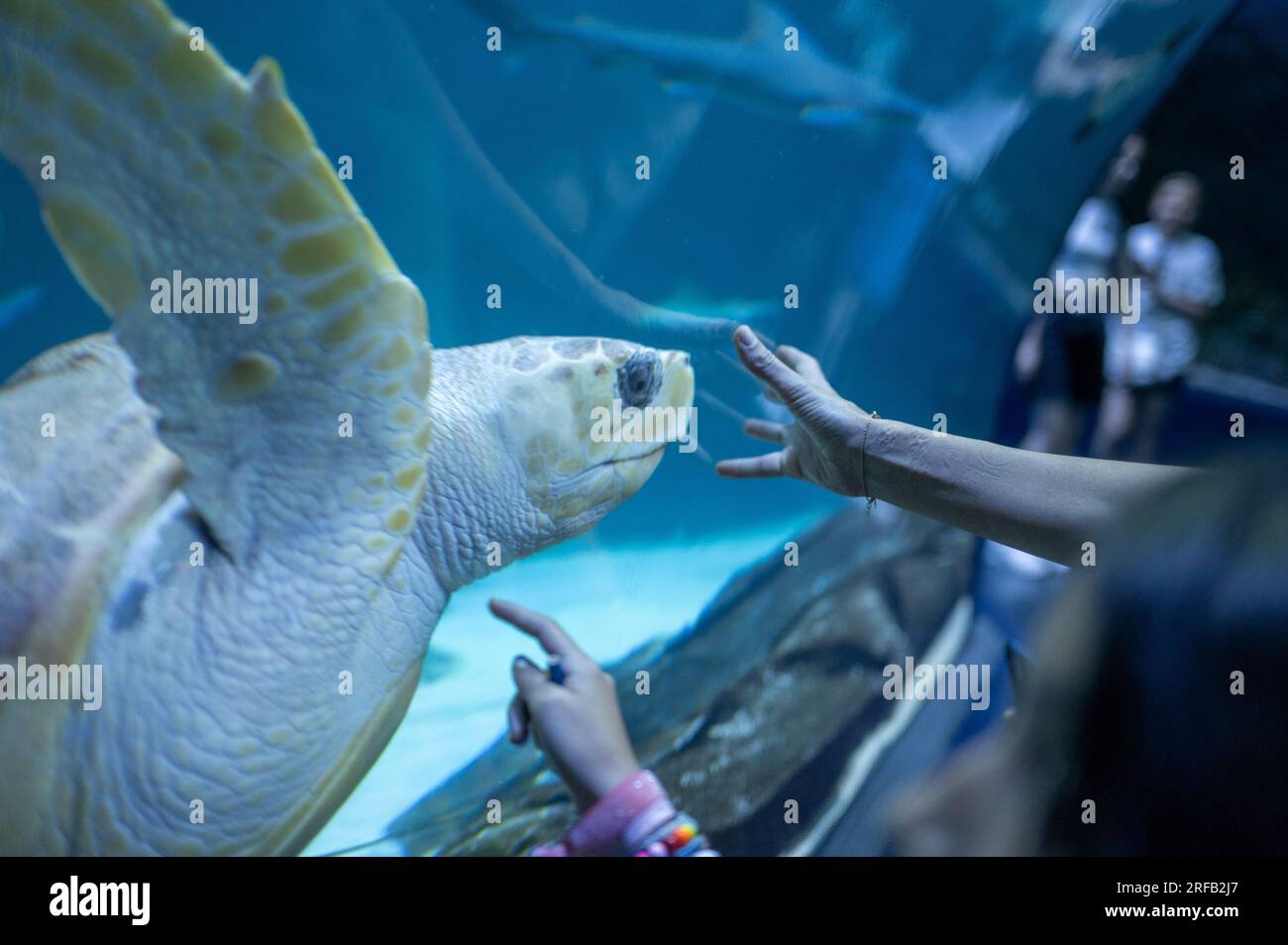 A Serene Moment Captured: Sea Turtle Swimming in an Aquarium Tank Stock ...