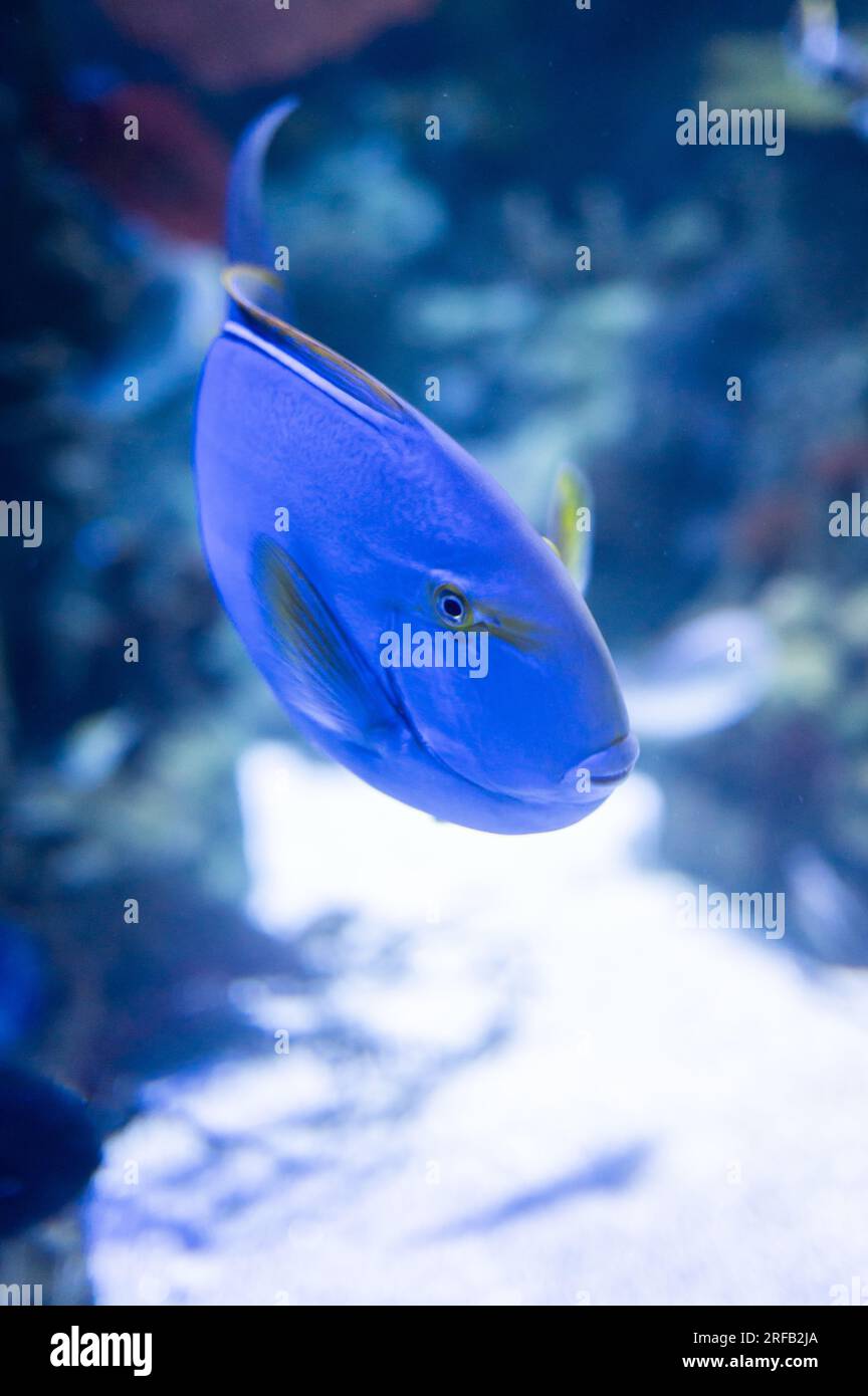 A stunning blue tang swimming in an aquarium with a coral reef ...