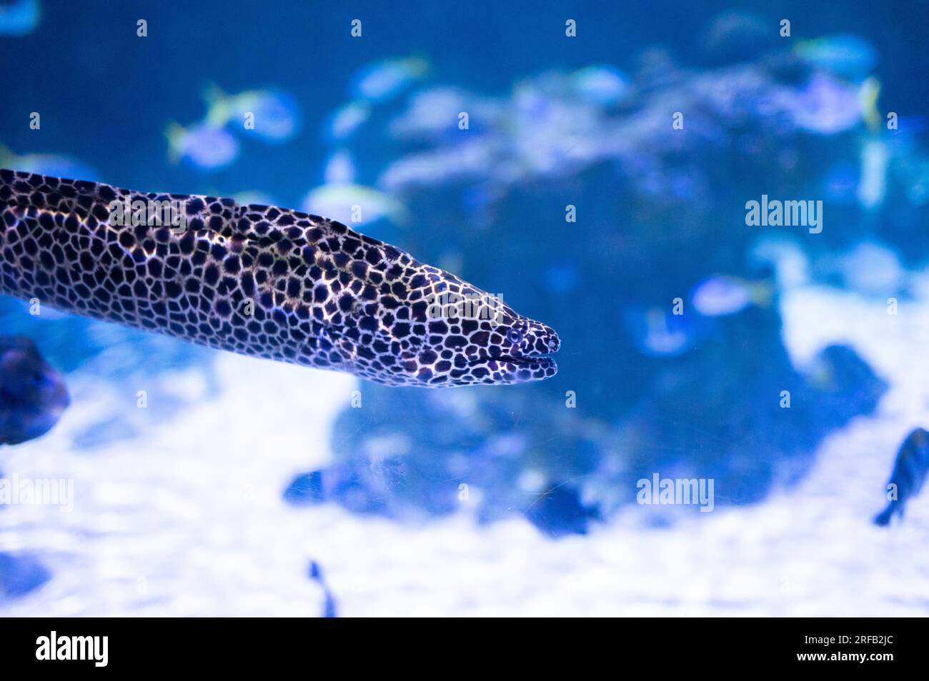 A stunning spotted moray eel in an aquarium with a coral reef ...