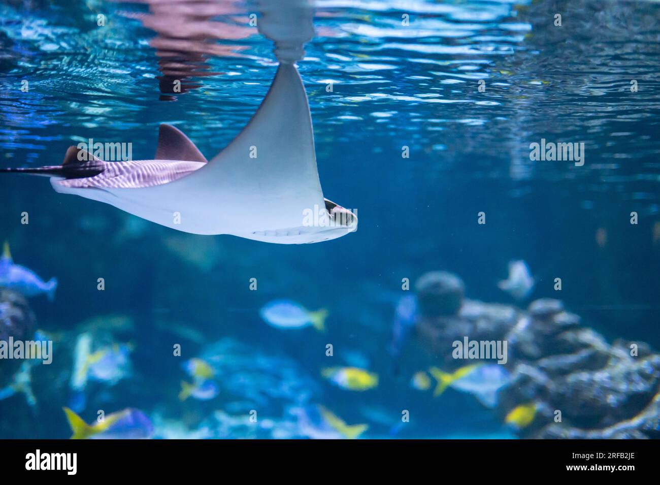 A stunning stingray swimming in an aquarium with a coral reef background Stock Photo - Alamy