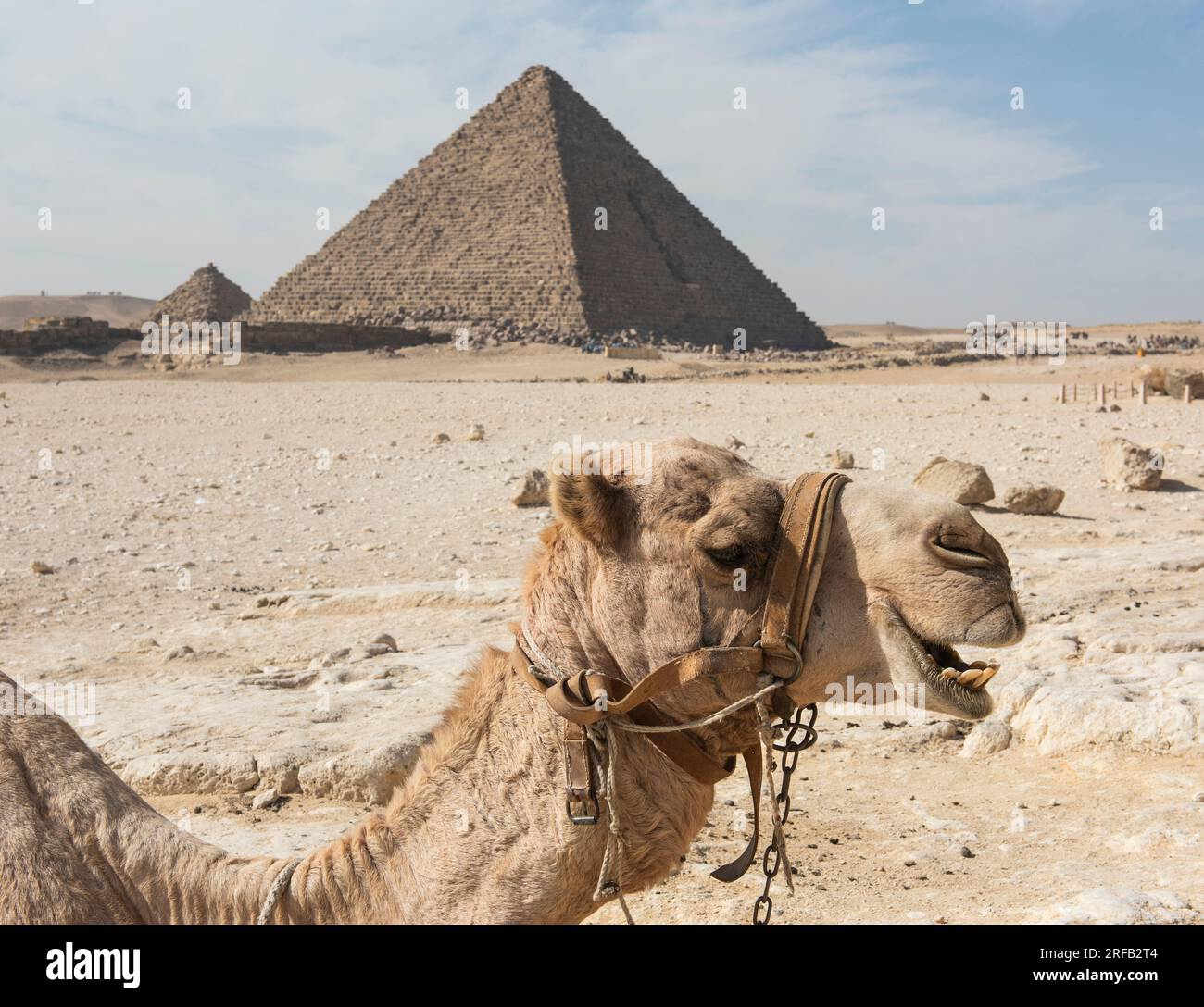 Closeup of dromedary camel Camelus dromedarius head in front of great ...