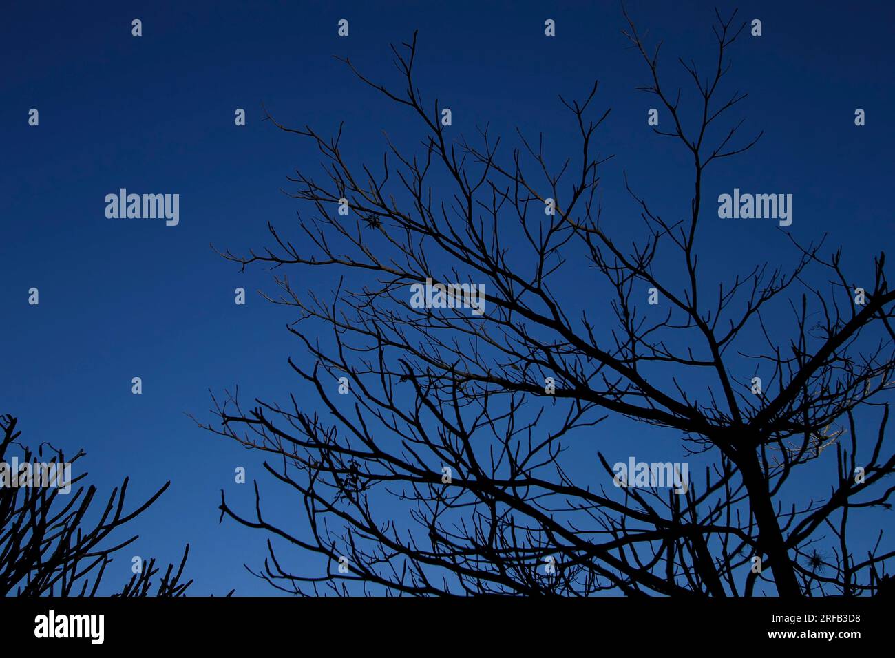 Dark tangled forest night hi-res stock photography and images - Alamy