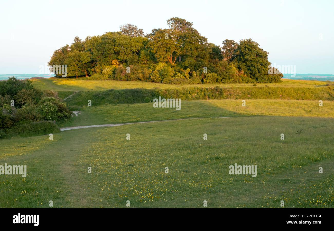 Copse of trees on a hill at Wittenham Clumps, Oxfordshire Stock Photo ...