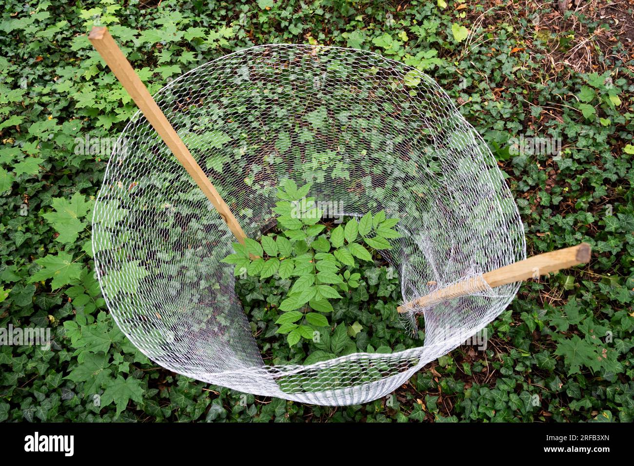 Dresden, Germany. 02nd Aug, 2023. A young ash tree enclosed to protect ...