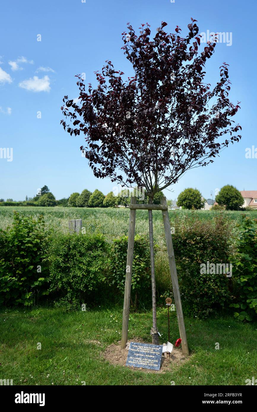 Tree planted in memory of Private Gordon Newton at The Merville Gun ...