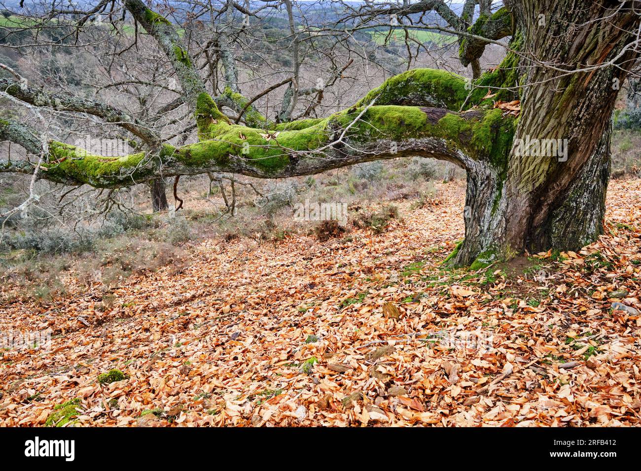 Paradela hi-res stock photography and images - Alamy