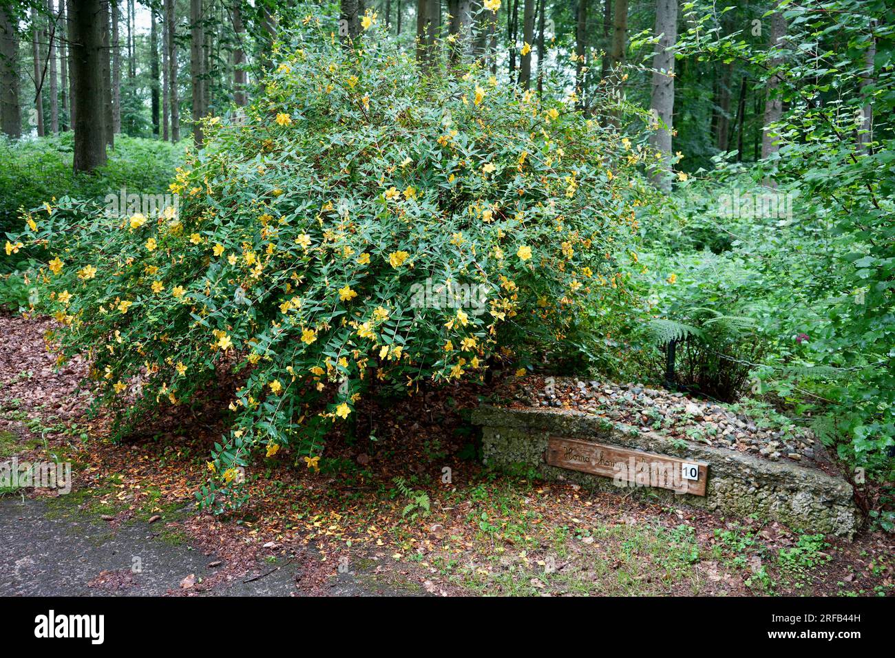 Bush with yellow flowers and sign reading H.o.m.o Homini Lupus at The ...