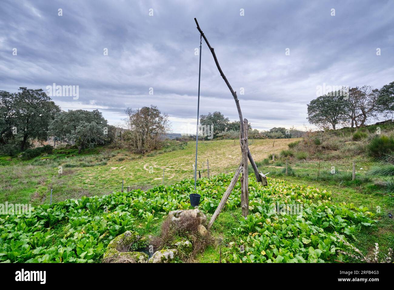 A traditional well pole or shadouf to irrigate with water the small ...