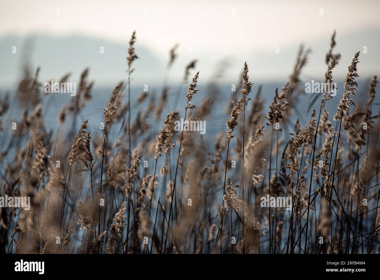 fern, sea reed, sunset glow, lake, blur nature, desktop wallpaper ...