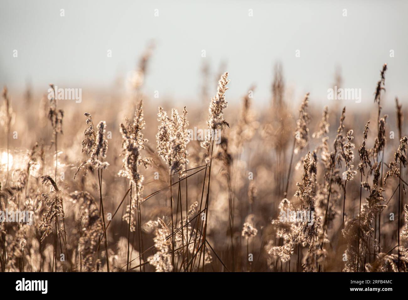 fern, sea reed, sunset glow, lake, blur nature, desktop wallpaper ...