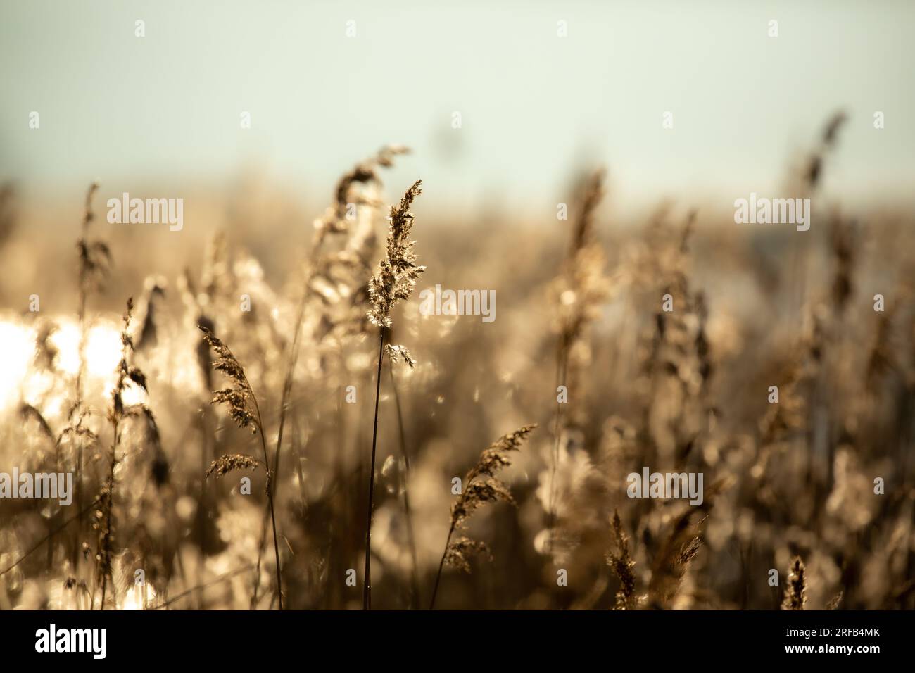 fern, sea reed, sunset glow, lake, blur nature, desktop wallpaper ...